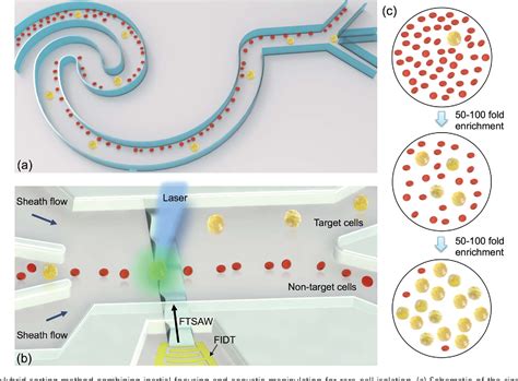 Figure 1 From Hybrid Microfluidic Sorting Of Rare Cells Based On High Throughput Inertial