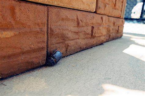 Clay Beetle Background Images Hd Pictures And Wallpaper For Free