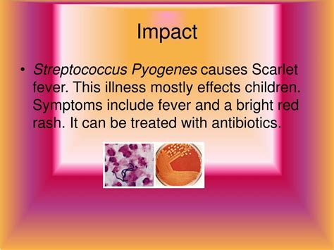 Ppt Streptococcus Pyogenes Powerpoint Presentation Free Download