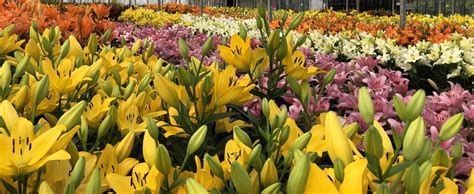 Mailing 1 Beeld Akr 2022 Bw Groot Dutch Lily Days