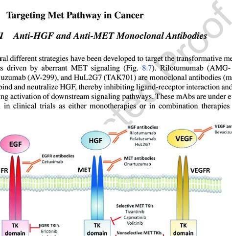 7 Inhibition Of Met Signaling In Cancer Therapies Anti Hgf Monoclonal