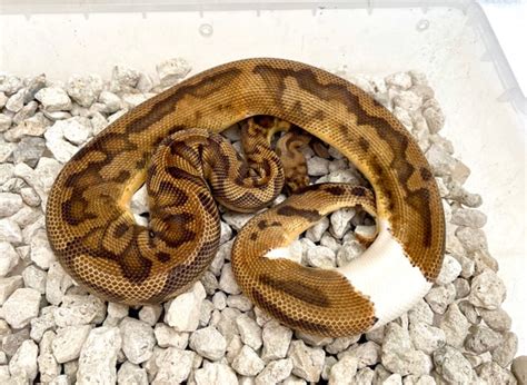 Clown Pied 100 Het Caramel Albino Ball Python By Adam Chesla Reptiles
