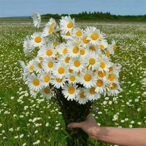 სილამაზის სალონი გვირილა Tbilisi