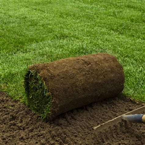Bermuda Sod Celebration Bermudagrass Per Sq Ft Siteone Us