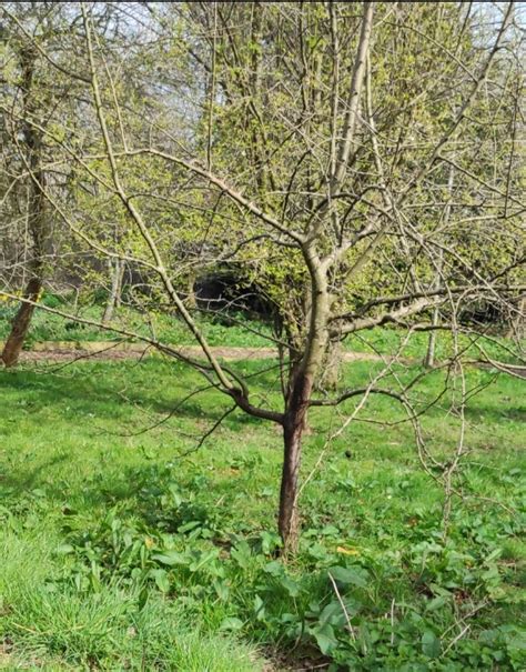 Apple Tree Pruning Workshop