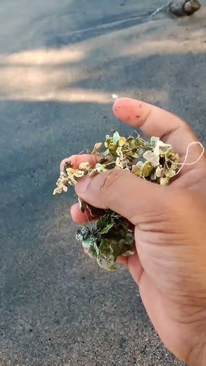 Menemukan Makro Algae Short Shorts Makroalgae Youtube