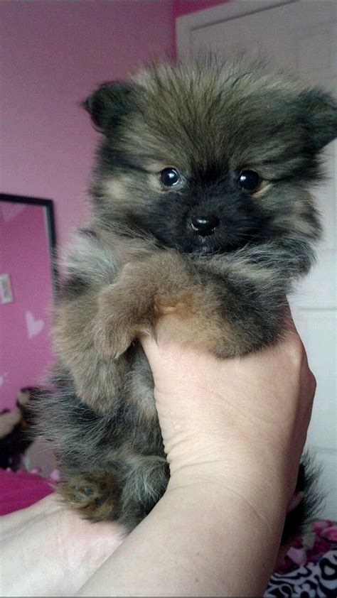 Wolf Sable Pomeranian Puppies