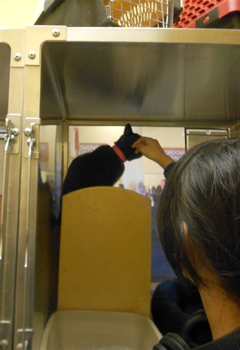 Tabby Toes Catonsville Cats