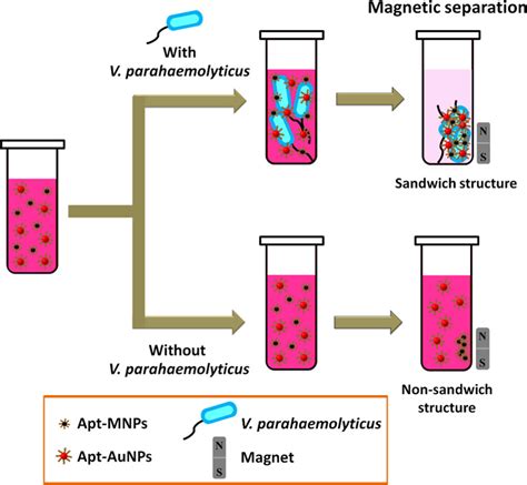 Vibrio Parahaemolyticus