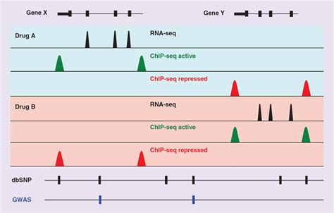 Drug Regulatory Maps A Genomic Region Containing The Genes X And Y Download Scientific