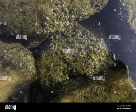 Oxygen Production Of Algae September 2016 Usage Worldwide Stock