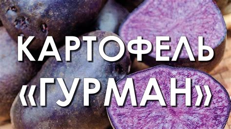 Обзор сорта картофель "Гурман" (характеристики, свойства, фото) - YouTube