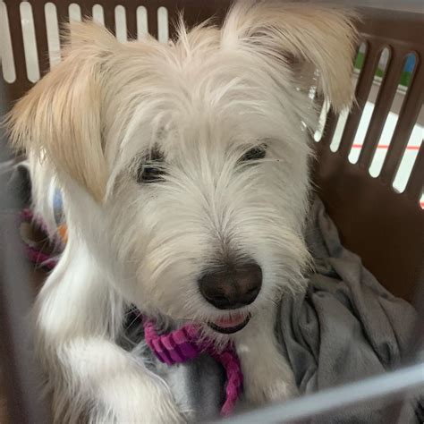 용인시 꽁꽁이네 아 오늘도 고된 하루였습니다 😅 24일 아침 비행기로 출국을 앞둔 일루 And Facebook