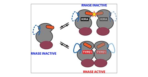 Allosteric Inhibition