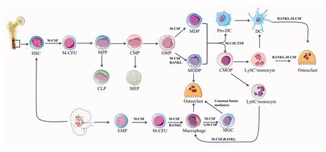 Ijms Free Full Text Role And Regulation Of Transcription Factors In