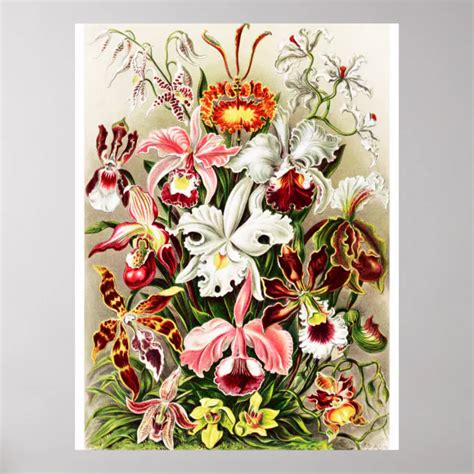 Vintage Orchids Illustration Poster Zazzle