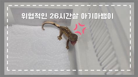 [크레스티드게코] 위협적인 26시간살 아기 도마뱀 Youtube