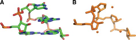 A A Tetraloop B Its Representative Structure Download Scientific Diagram