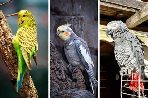 Types Of Pet Parrots Bird Feeder Hub