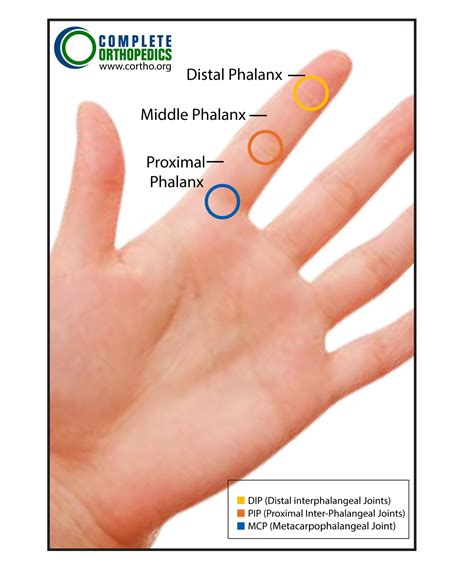 Dip Joint Finger Thumb At Bev Wood Blog