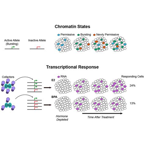 Altered Cofactor Recruitment And Nucleosome Dynamics Underlie Bisphenol As Impact On Erα