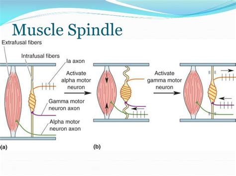 What Is The Muscle Spindle Made Of At Kathryn Edmondson Blog
