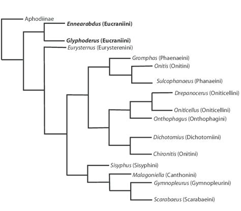 Phylogenetic Tree Published By Luzzatto 1994 The Tree Was Based Download Scientific Diagram