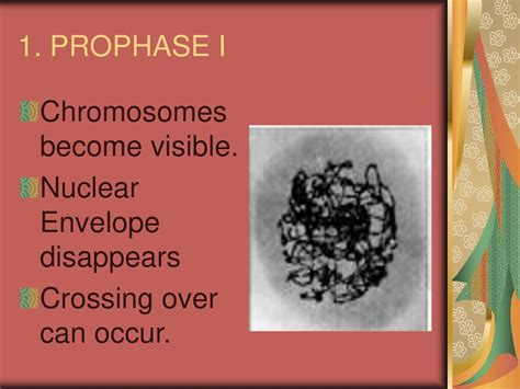 Meiosis How Sex Cells Are Made Ppt Download