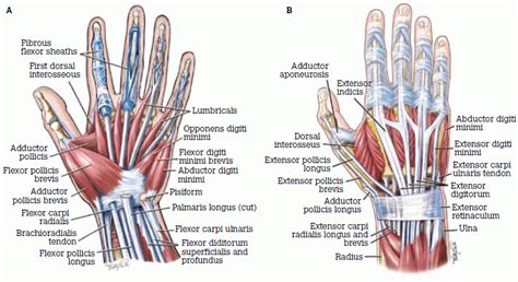 Flexor Tendons Hand