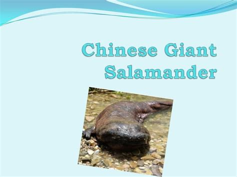 Chinese Giant Salamanders Pptx
