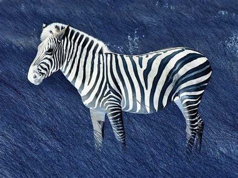 Inverted Zebra Album On Imgur