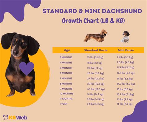 Dachshund Puppy Feeding Chart Pe