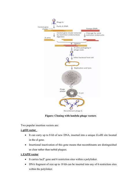Cloning Vectors Based On M13 And Lambda Bacteriophage Pdf Genetics