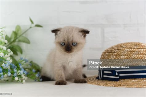 포인트 컬러 색상의 아름다운 파란 눈을 가진 새끼 고양이가 밀짚 여름 모자 옆 테이블에 앉아 있습니다 가축에 대한 스톡 사진 및 기타 이미지 Istock
