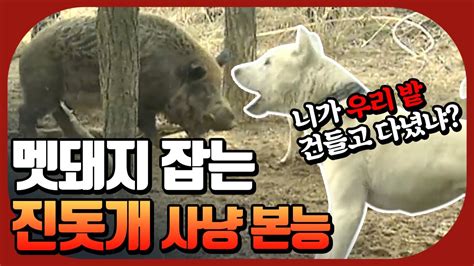 진짜 사냥 장면 포착 멧돼지 참교육시키는 용맹한 진돗개 🤭 Youtube