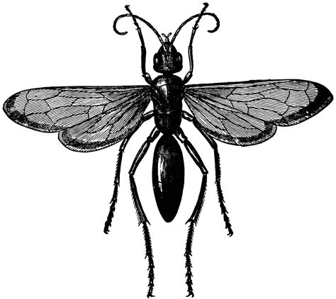 How To Draw A Tarantula Hawk This Article Has Been Viewed 160 157 Times