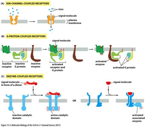 Cell Bio Exam 4 Flashcards Quizlet