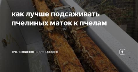 как лучше подсаживать пчелиных маток к пчелам Пчеловодство в разных типах ульях за и против