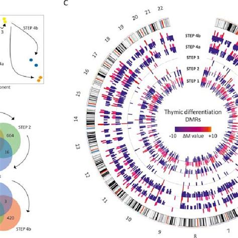 Dna Methylation Dynamics During Differentiation A Box Plots