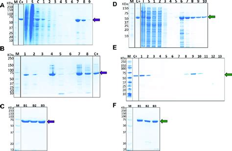 Expression And Purification Of Recombinant Bacillus Stearothermophilus Download Scientific