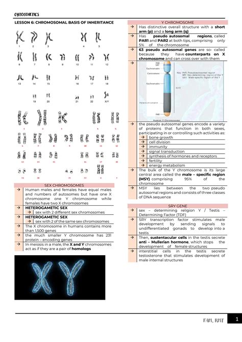 SOLUTION Lesson Chromosomal Basis Of Inheritance Studypool