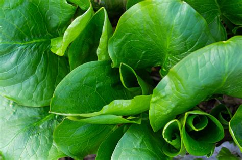 뻐꾸기 또는 Arum Maculatum 화살표 모양의 잎 가족 Araceae의 삼림 유독 식물 화살표 모양의 나뭇잎입니다 다른