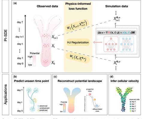 Figure 1 From A Physics Informed Neural Sde Network For Learning Cellular Dynamics From Time