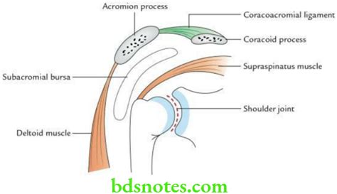 Joints Of The Upper Limb Anatomy Notes Bds Notes