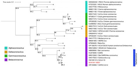Possible Spreading Of Sars Cov 2 From Humans To Captive Non Human Primates In The Peruvian Amazon
