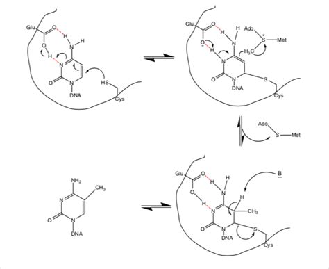Dna Methylation The Inheritance Of Non Genetic Material