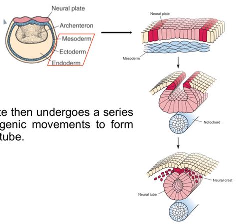 Lecture Flashcards Quizlet