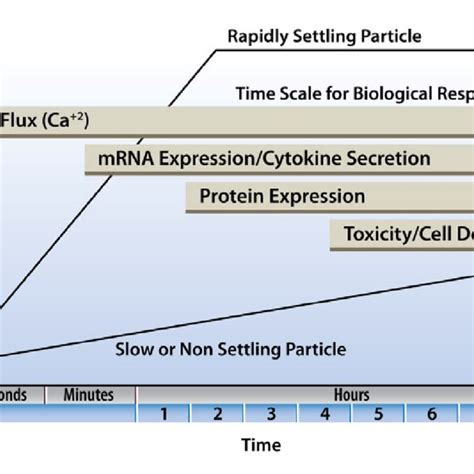 Illustration Of The Influence Of Particle Transport Rate On Cellular