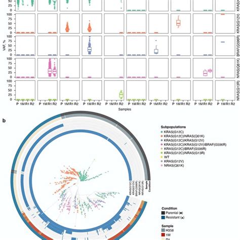 Single Cell Modelling Of G12ci Resistant Models A Boxplots Median