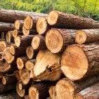 Wood Timber Log Lumber Apa Sih Bedanya Englishforsma Com